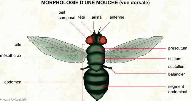 LA BIOLOGIE ANIMALE