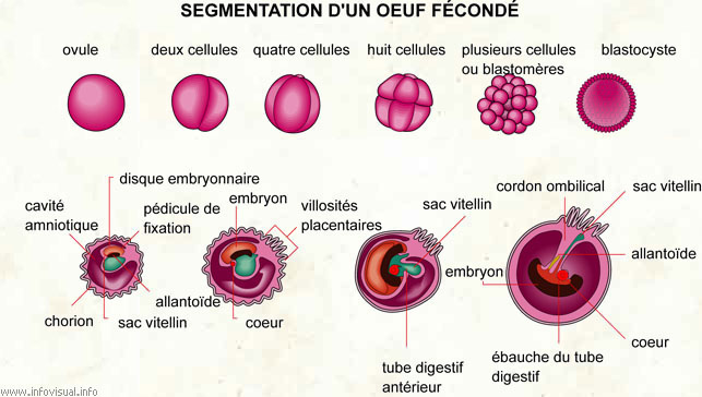 Les différentes parties du corps humain.
